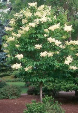 Ivory Japanese Tree Lilac | The City of Tualatin Oregon Official Website