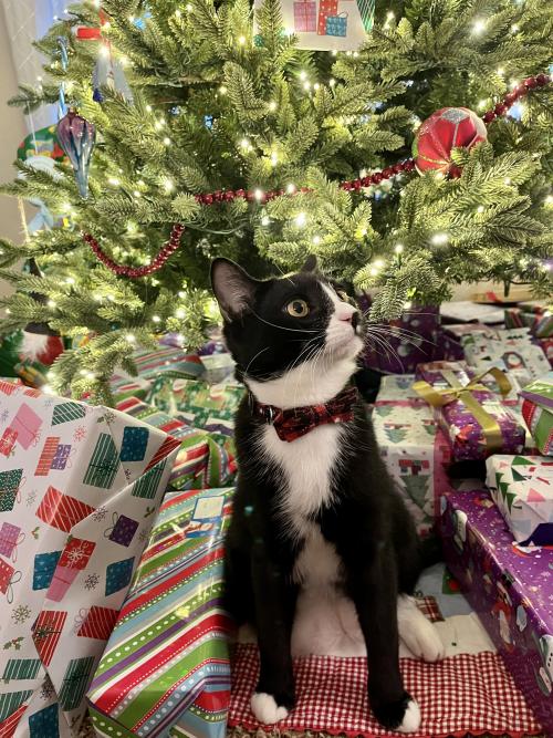 2022 PURRfect Holiday Cat Photo Contest | The City of Tualatin Oregon ...