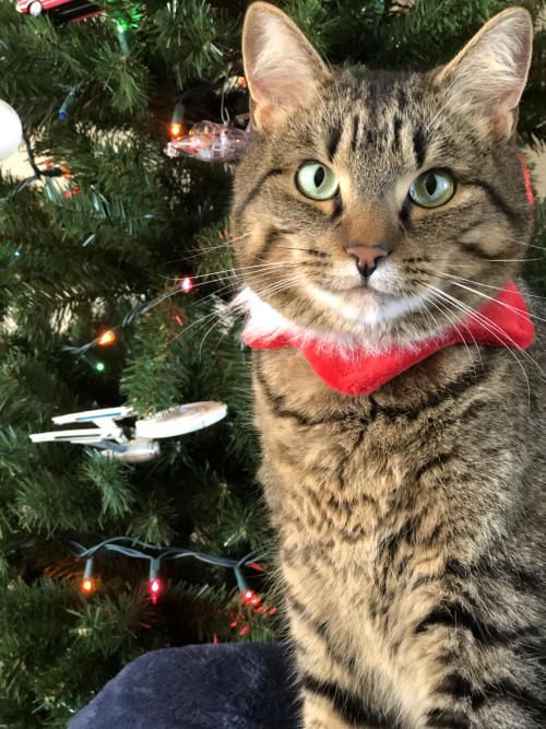 2022 PURRfect Holiday Cat Photo Contest | The City of Tualatin Oregon ...