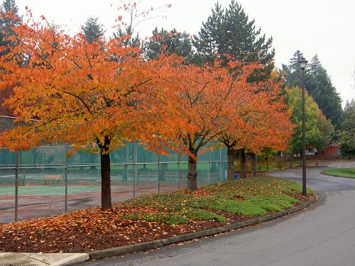City of Tualatin Parks & Recreation | The City of Tualatin Oregon ...